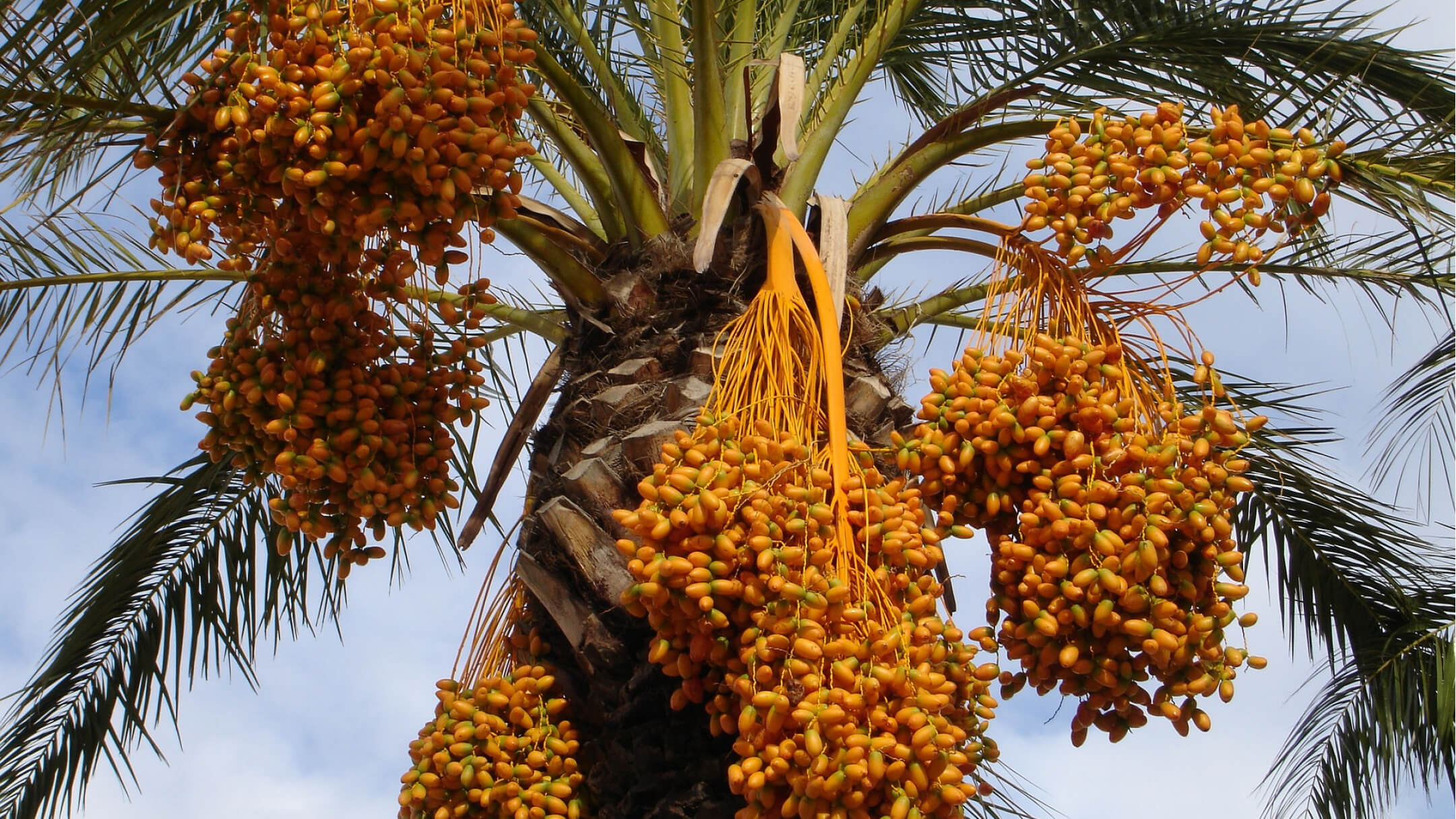 KSA's World Heritage List - Date palm, knowledge, skills, traditions ...